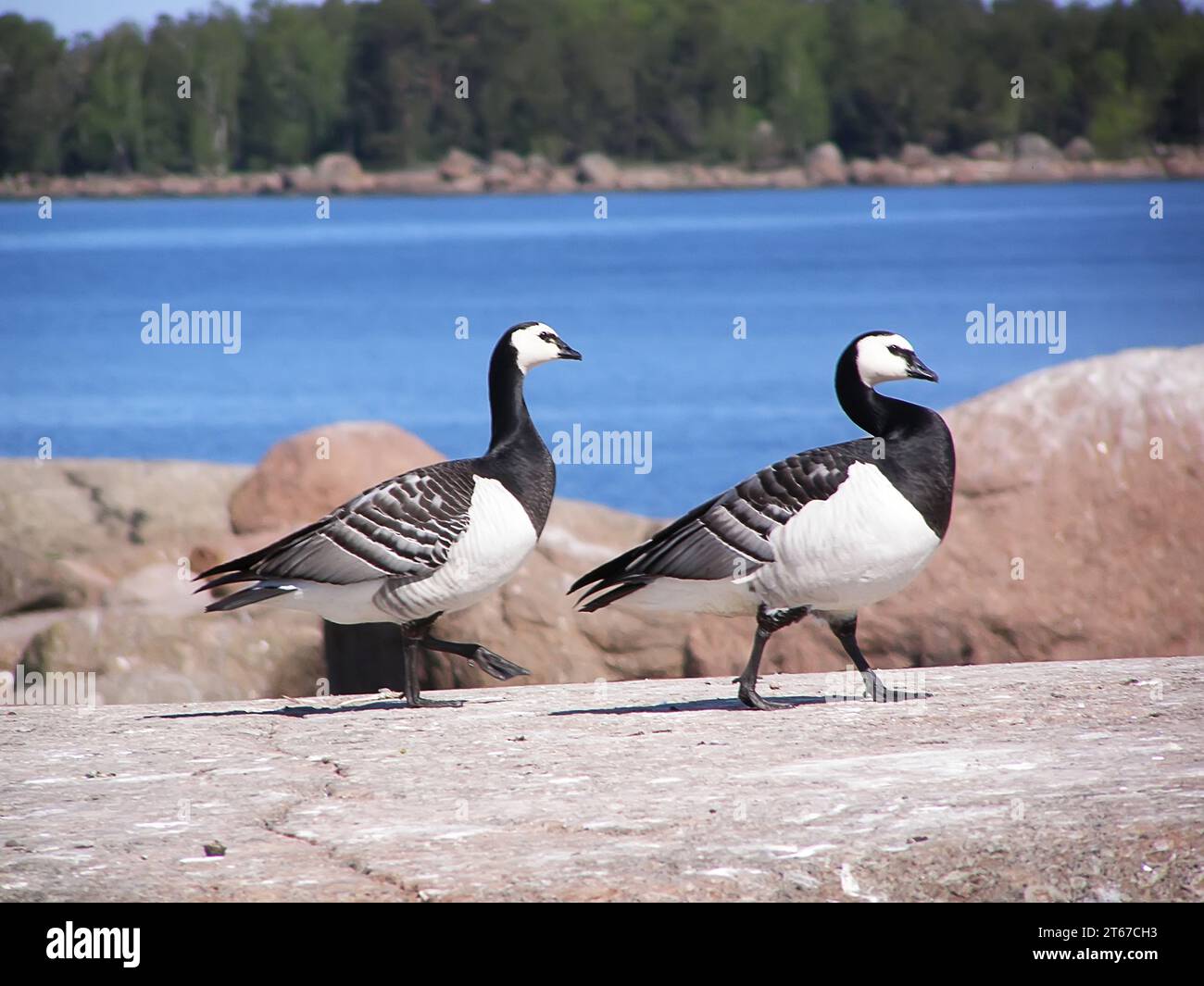 A pair of rare nesting birds Barnacle goose (Branta leucopsis) in the ...