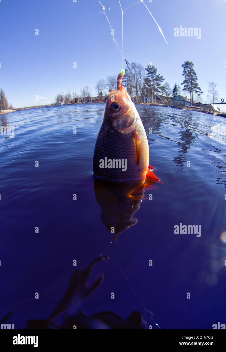 Trink Noun. Catching The Redfin (Scardinius erythrophthalmus) on the ...