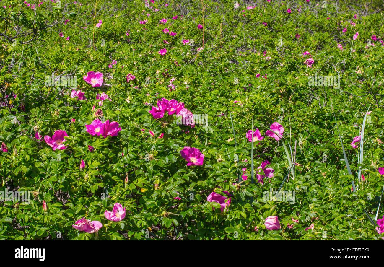 Extensive thickets of wild roses (Rosa rugosa) on the coast of the ...