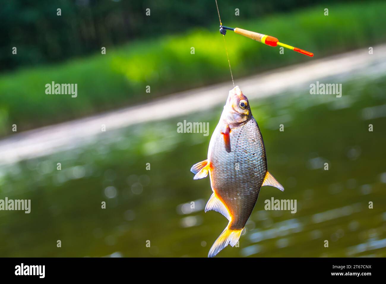 Fishing with a float rod, small bream Stock Photo - Alamy