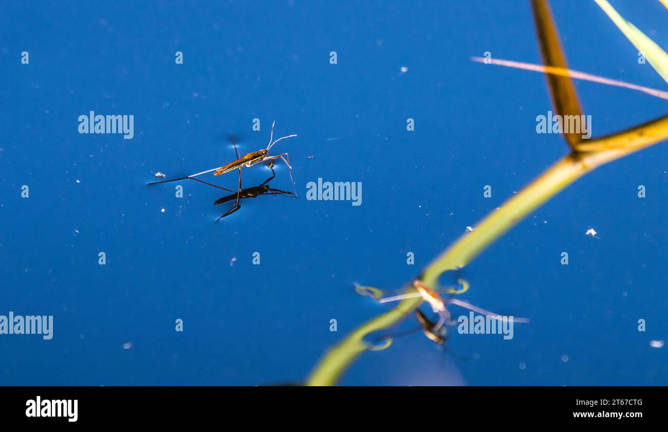 Predatory mite hi-res stock photography and images - Alamy