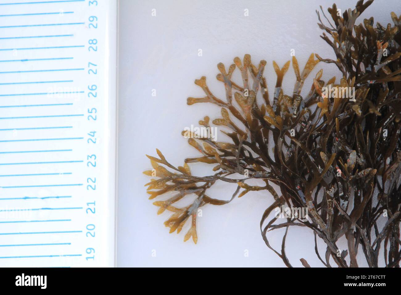 Field observations. The study of algae. Brown algae (Fucus vesiculosus ...