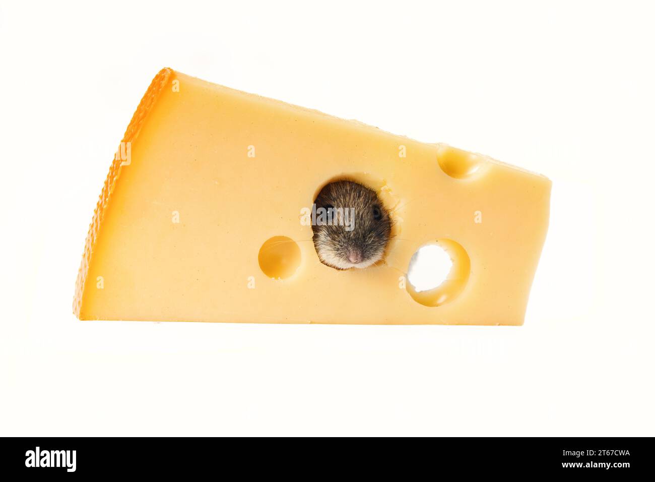 Mouse-like rodents as malicious pests for humans. Mice and voles enter ...