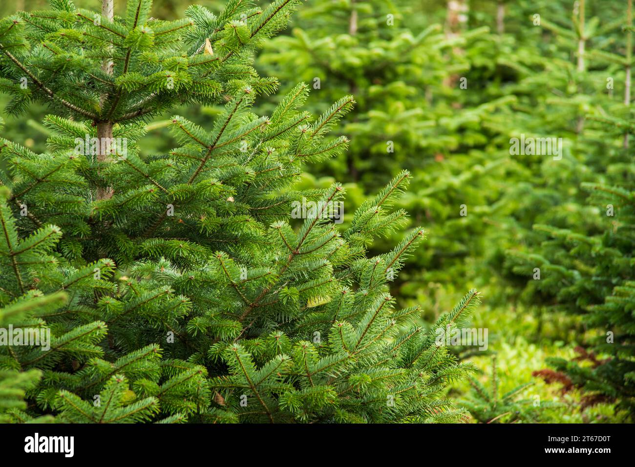 Christmas fir pine tree growing in a nursery near forest. Close up shot ...