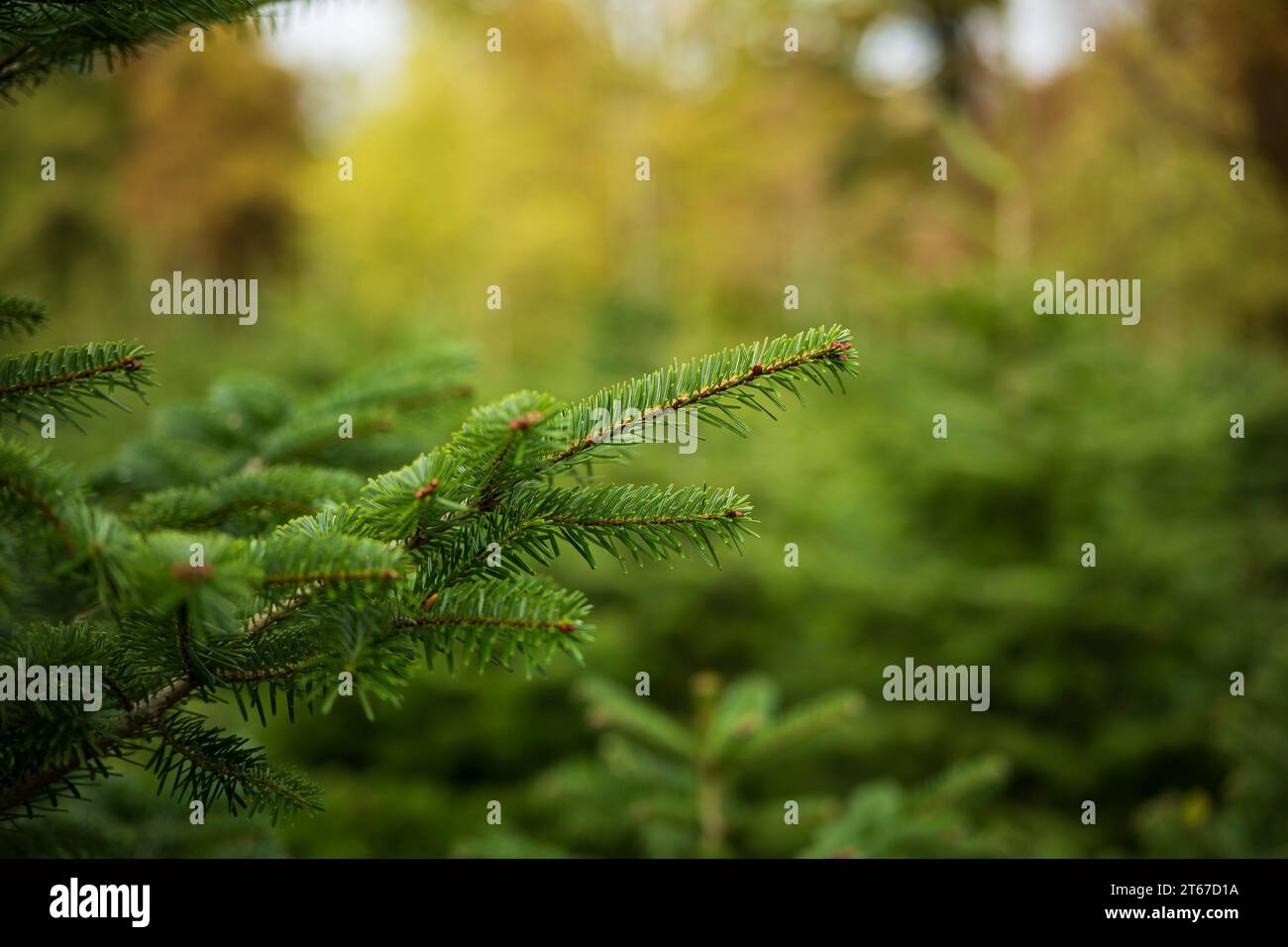 Christmas fir pine tree growing in a nursery near forest. Close up shot ...