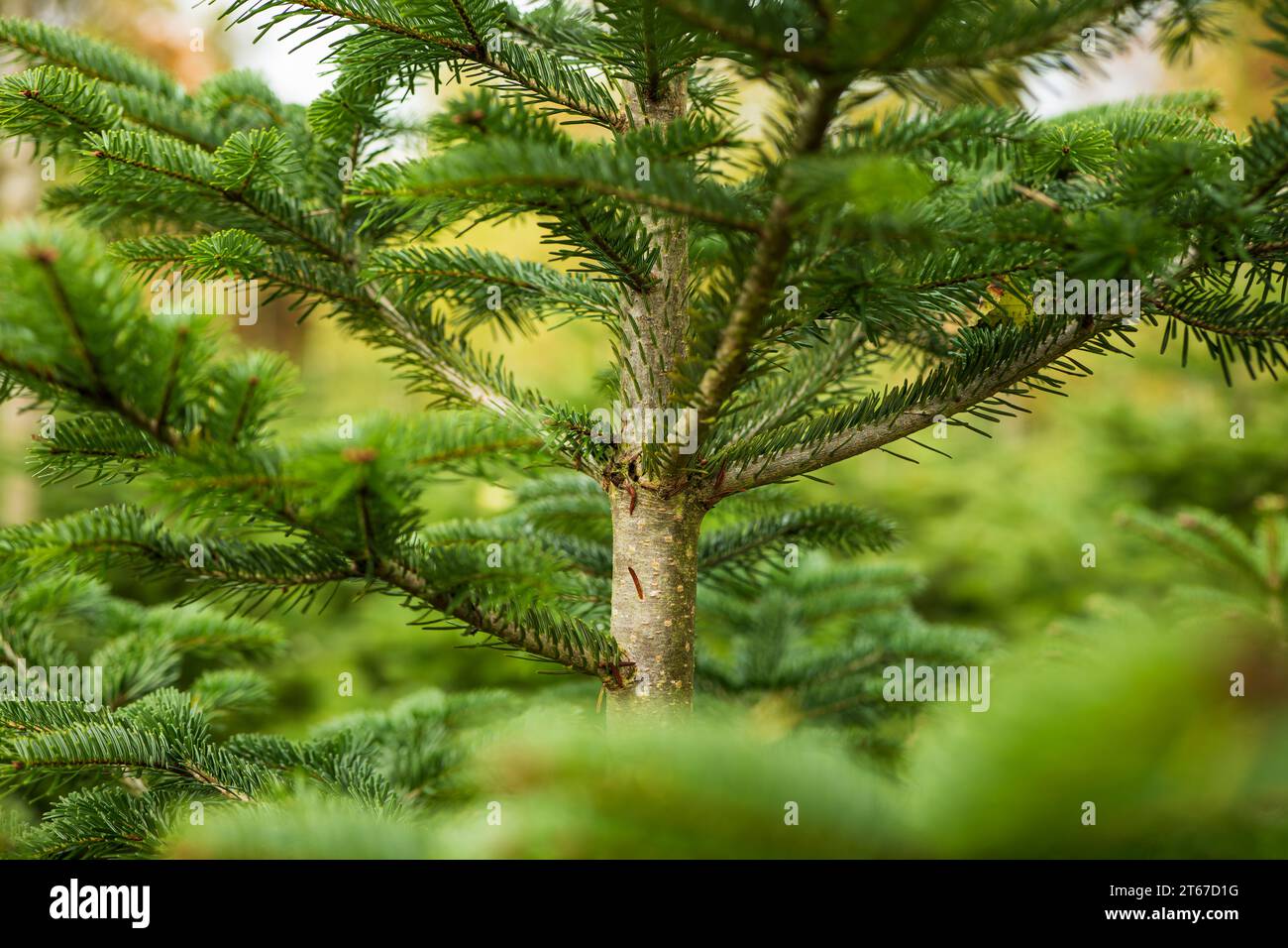 Christmas fir pine tree growing in a nursery near forest. Close up shot ...