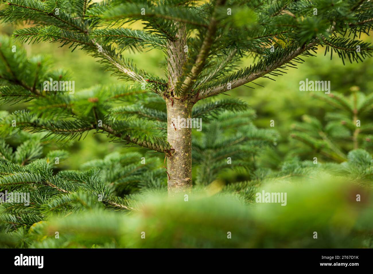 Christmas fir pine tree growing in a nursery near forest. Close up shot ...