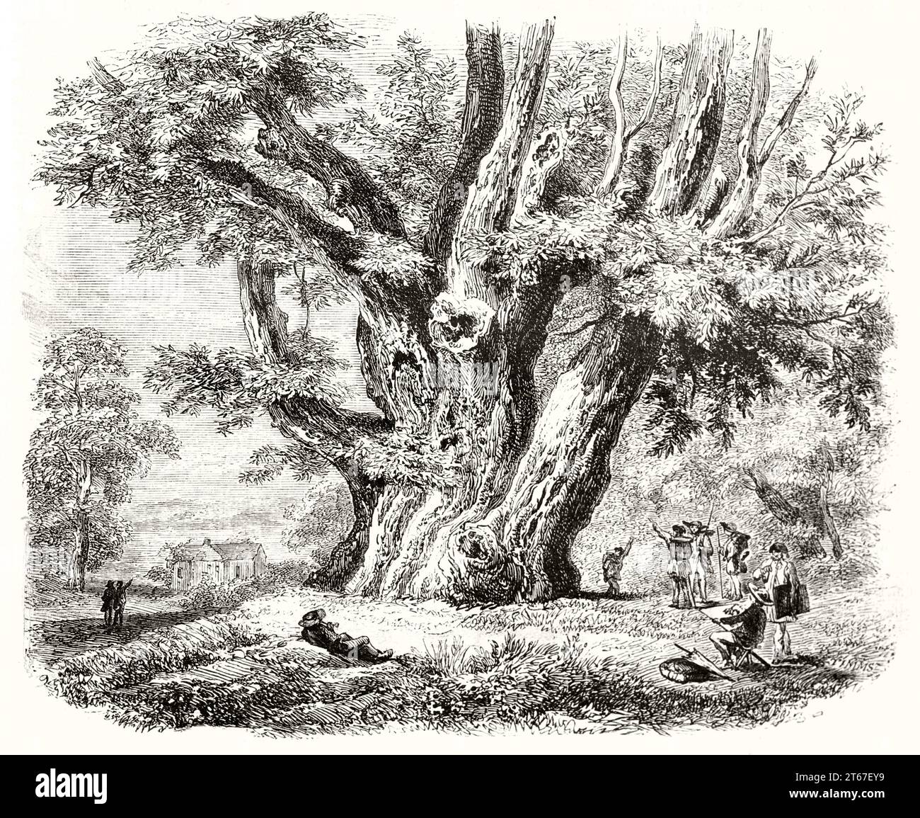 Chestnut tree in paris france hi-res stock photography and images - Alamy