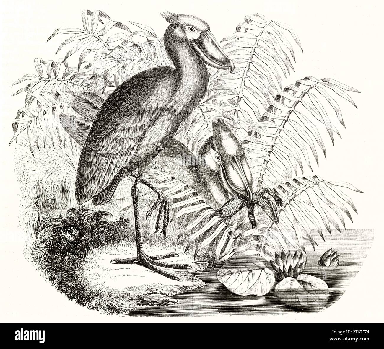 Old illustration of Shoebill (Balaniceps rex). By Oudart, publ. on ...