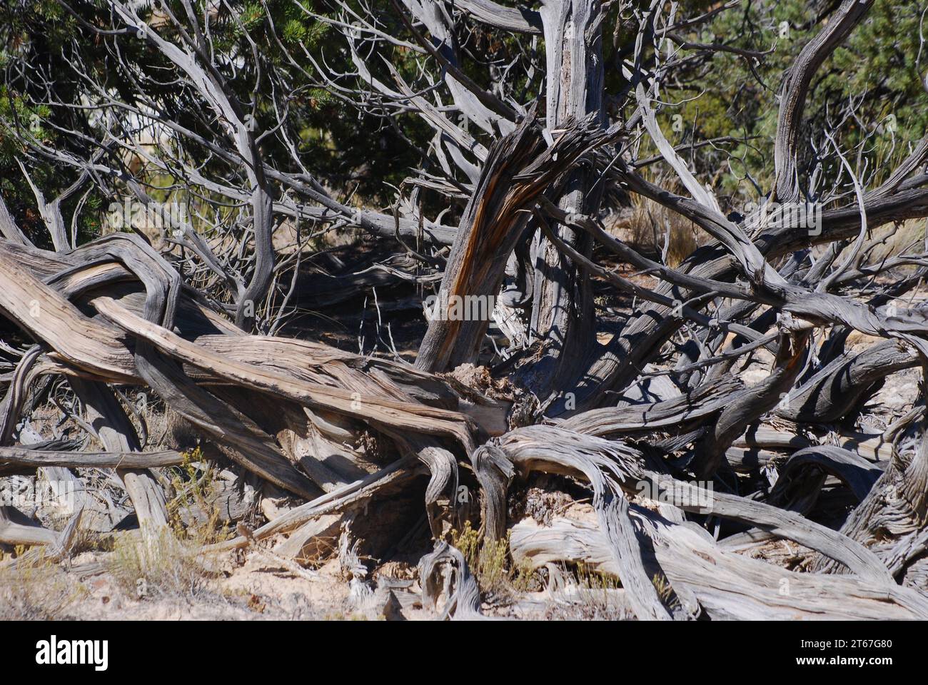 The weathered wood of a dead tree provides habitat for lizards, birds ...