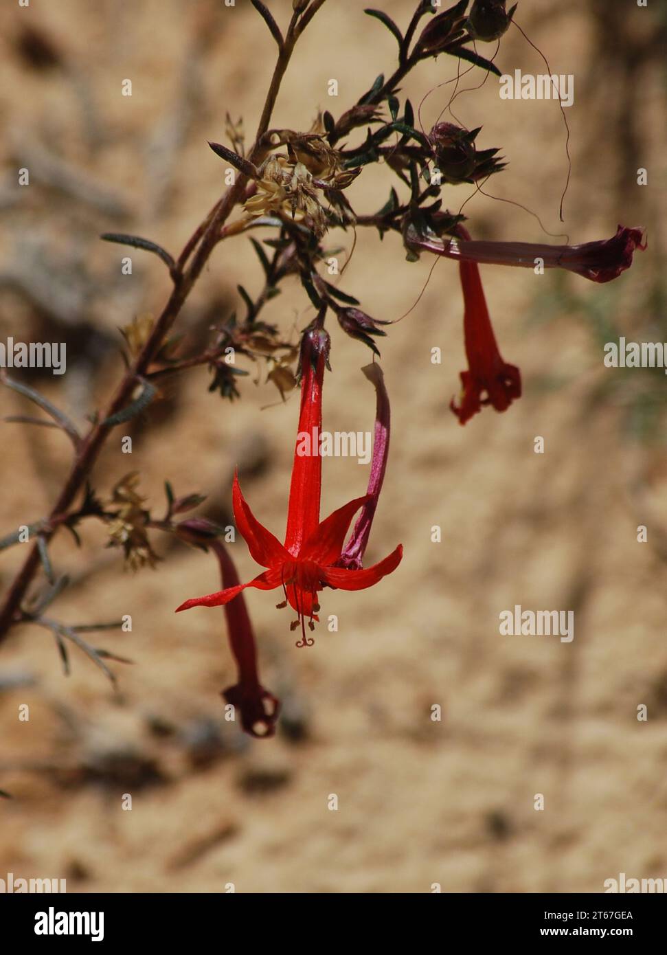 Red trumpet flowers add a splash of color in the monochrome setting of ...