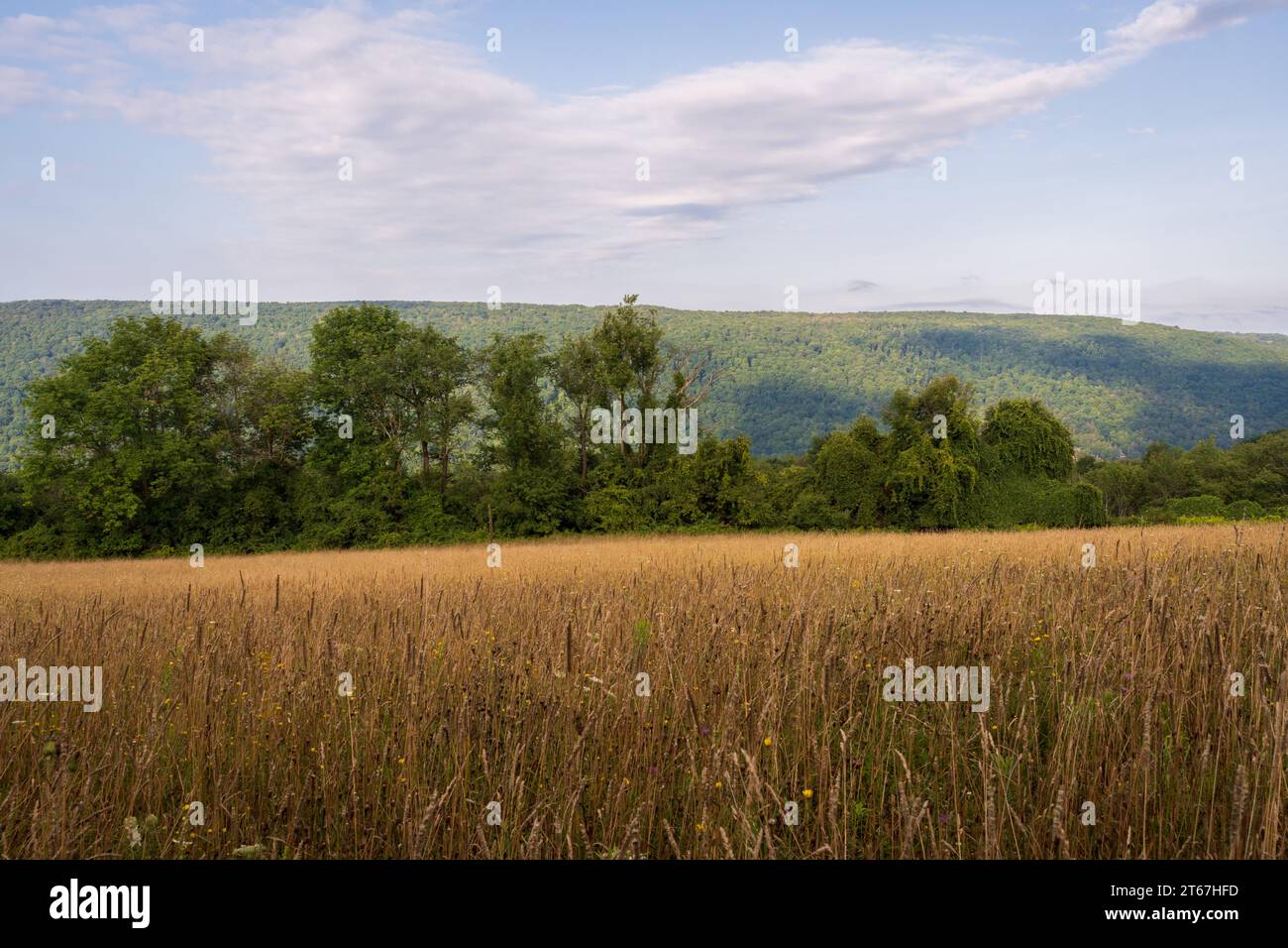 The Hinchcliff Family Perserve in the Finger Lakes Stock Photo - Alamy