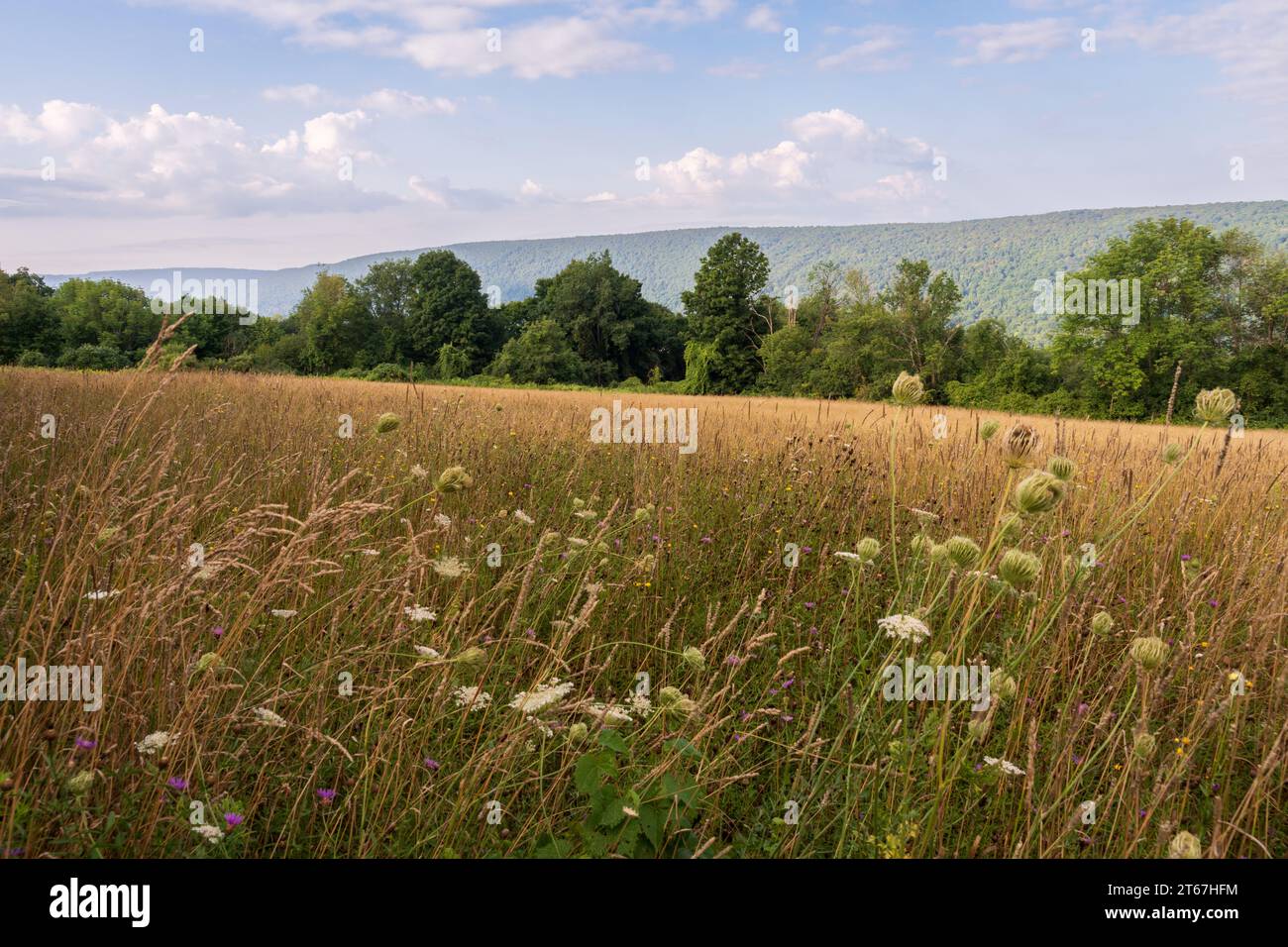 The Hinchcliff Family Perserve in the Finger Lakes Stock Photo - Alamy