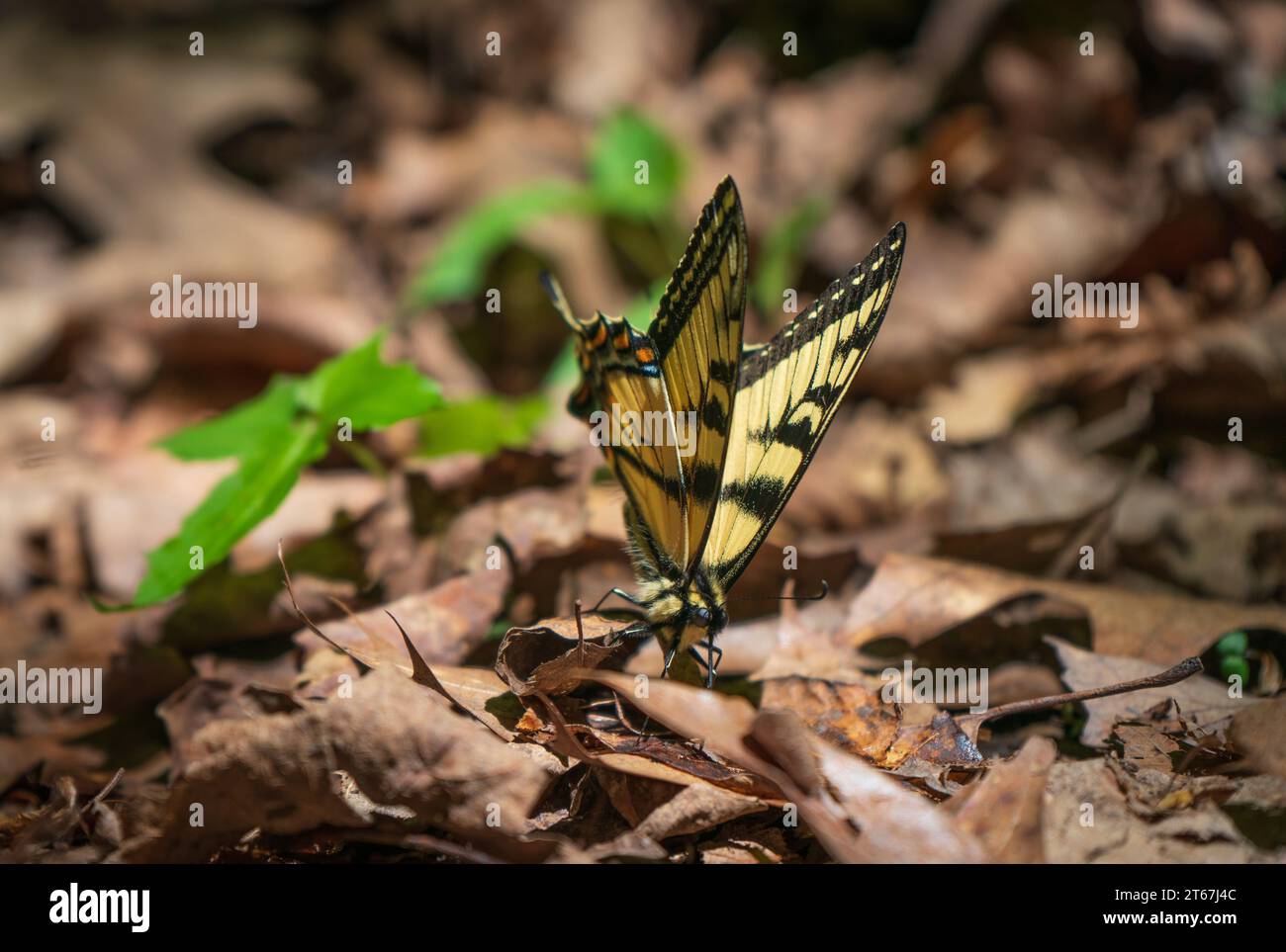 Beautiful butterfly on forest trail hi-res stock photography and images ...
