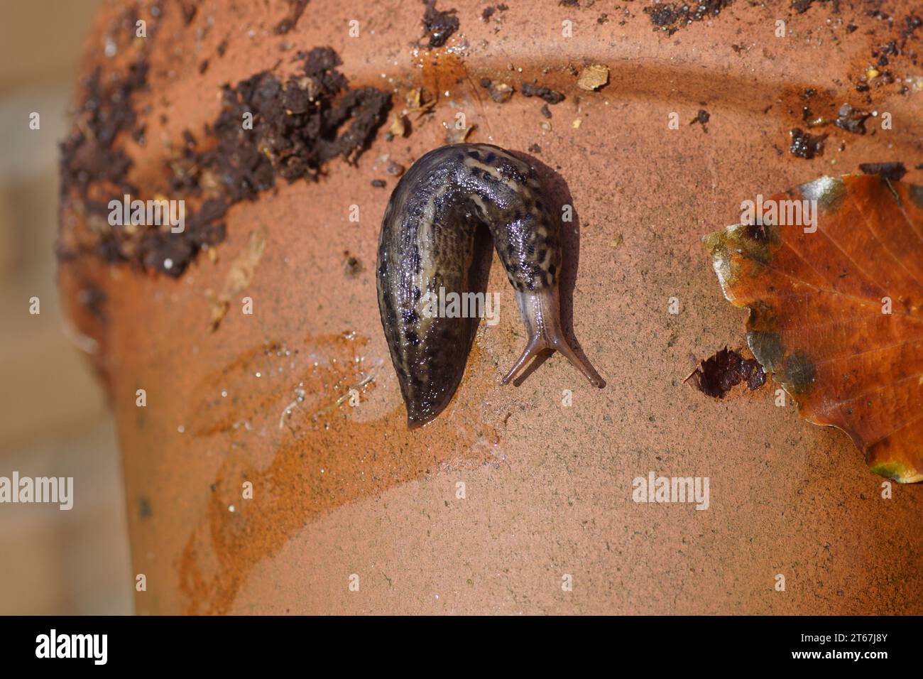Giant garden slug hi-res stock photography and images - Alamy