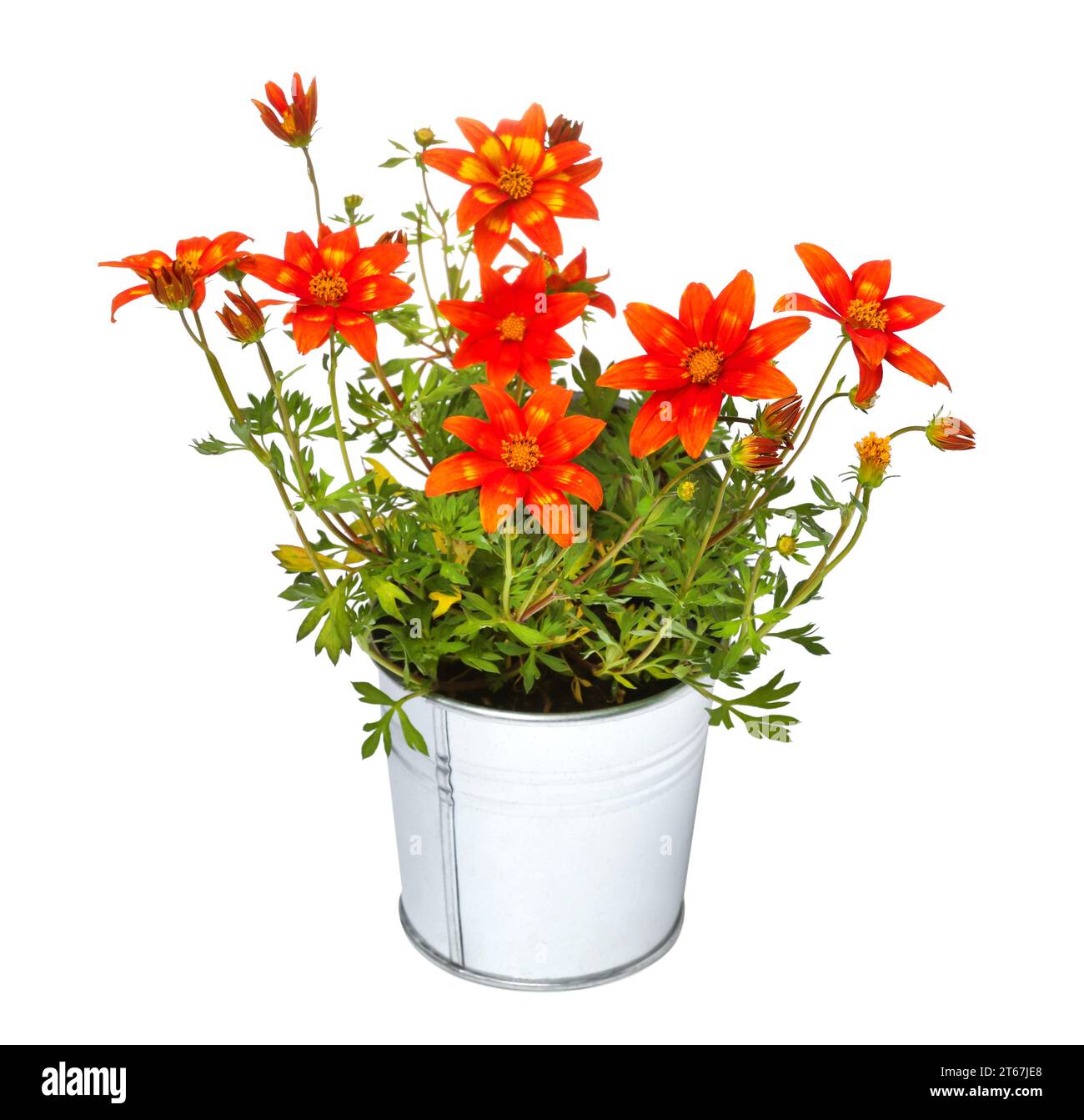 Beautiful bidens ferulifolia flowers in metal pot isolated on white ...