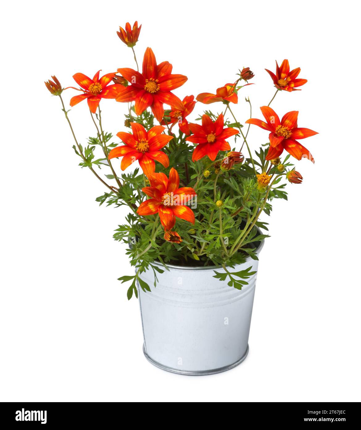 Beautiful bidens ferulifolia flowers in metal pot isolated on white ...
