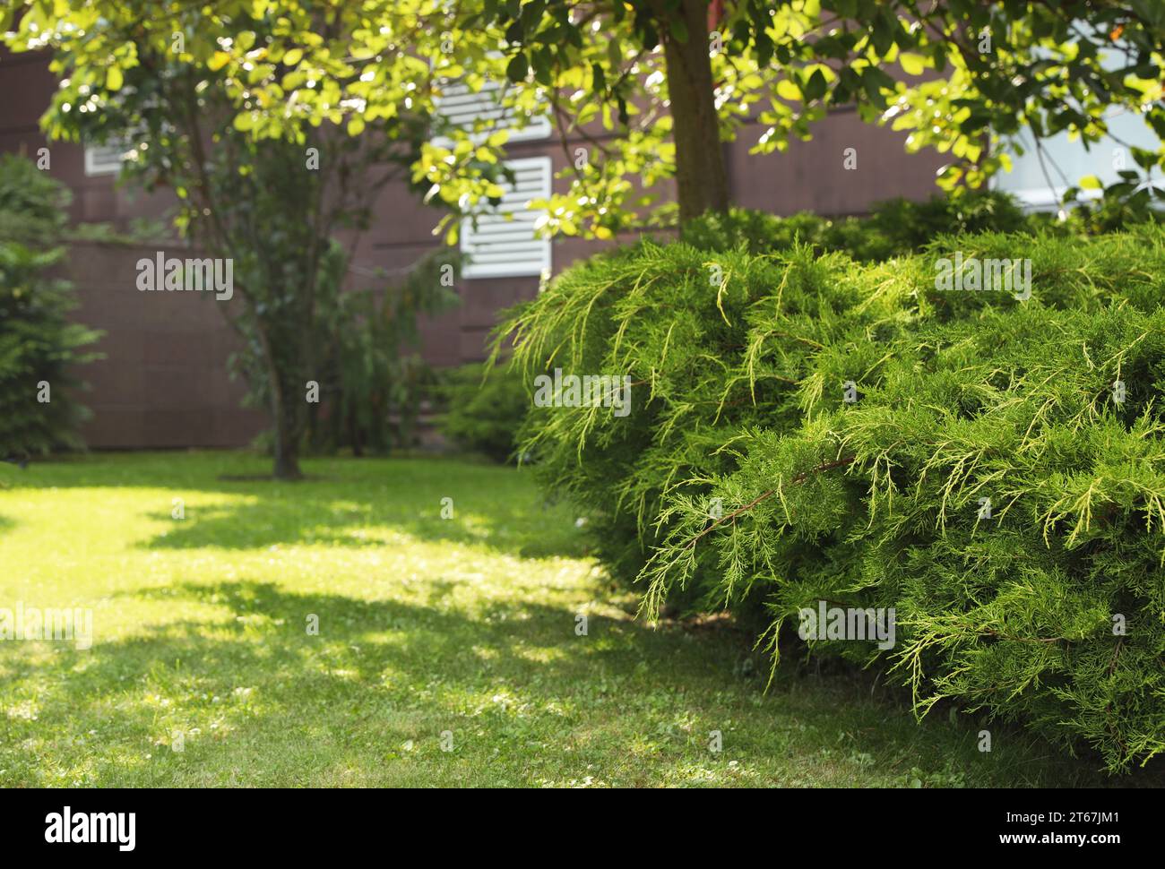 Beautiful juniper shrub growing in garden, space for text. Landscape ...