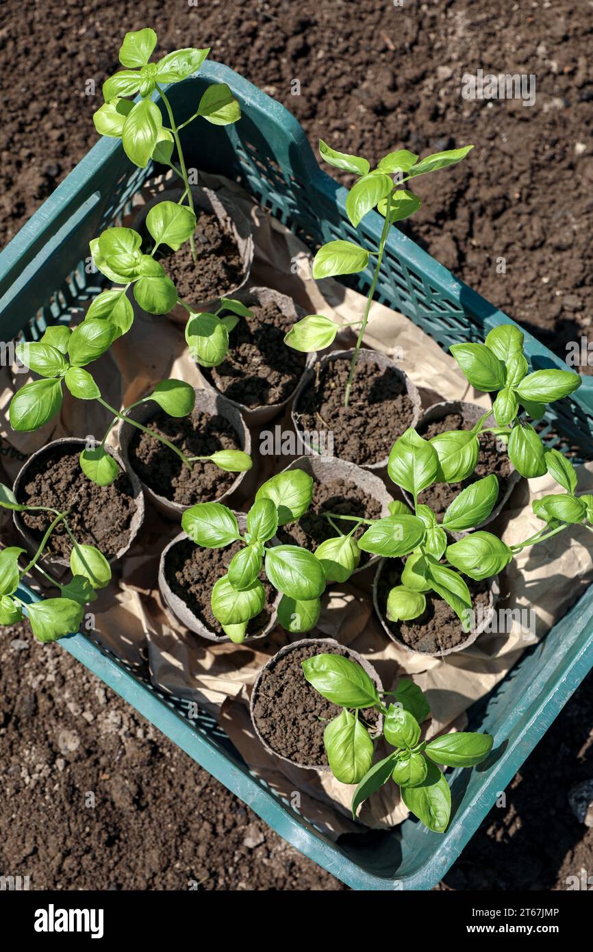 Beautiful seedlings in crate on ground outdoors, top view Stock Photo ...