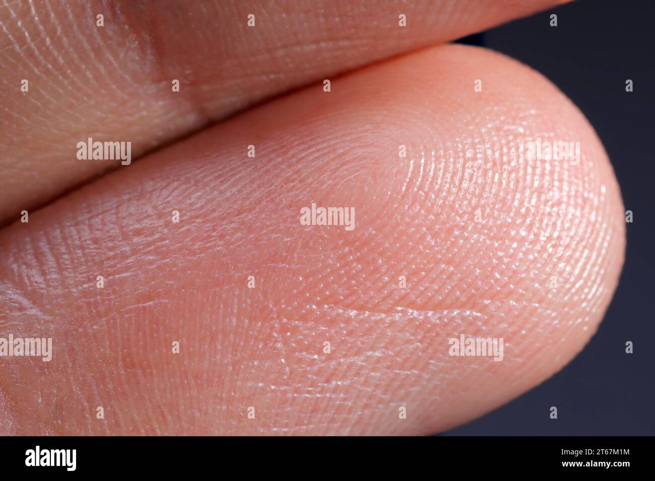 Friction ridges hi-res stock photography and images - Alamy