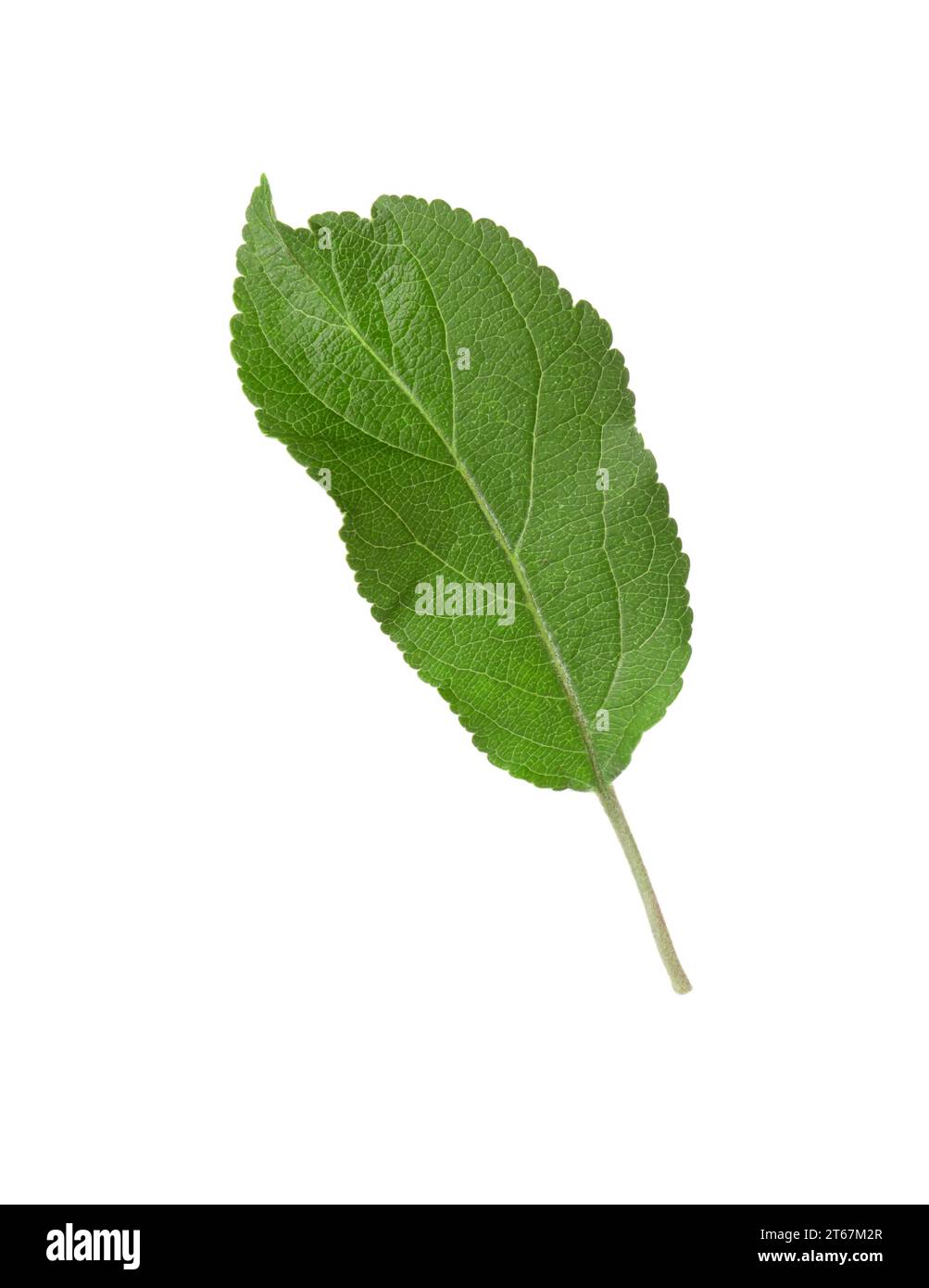 One green leaf of apple tree isolated on white Stock Photo - Alamy