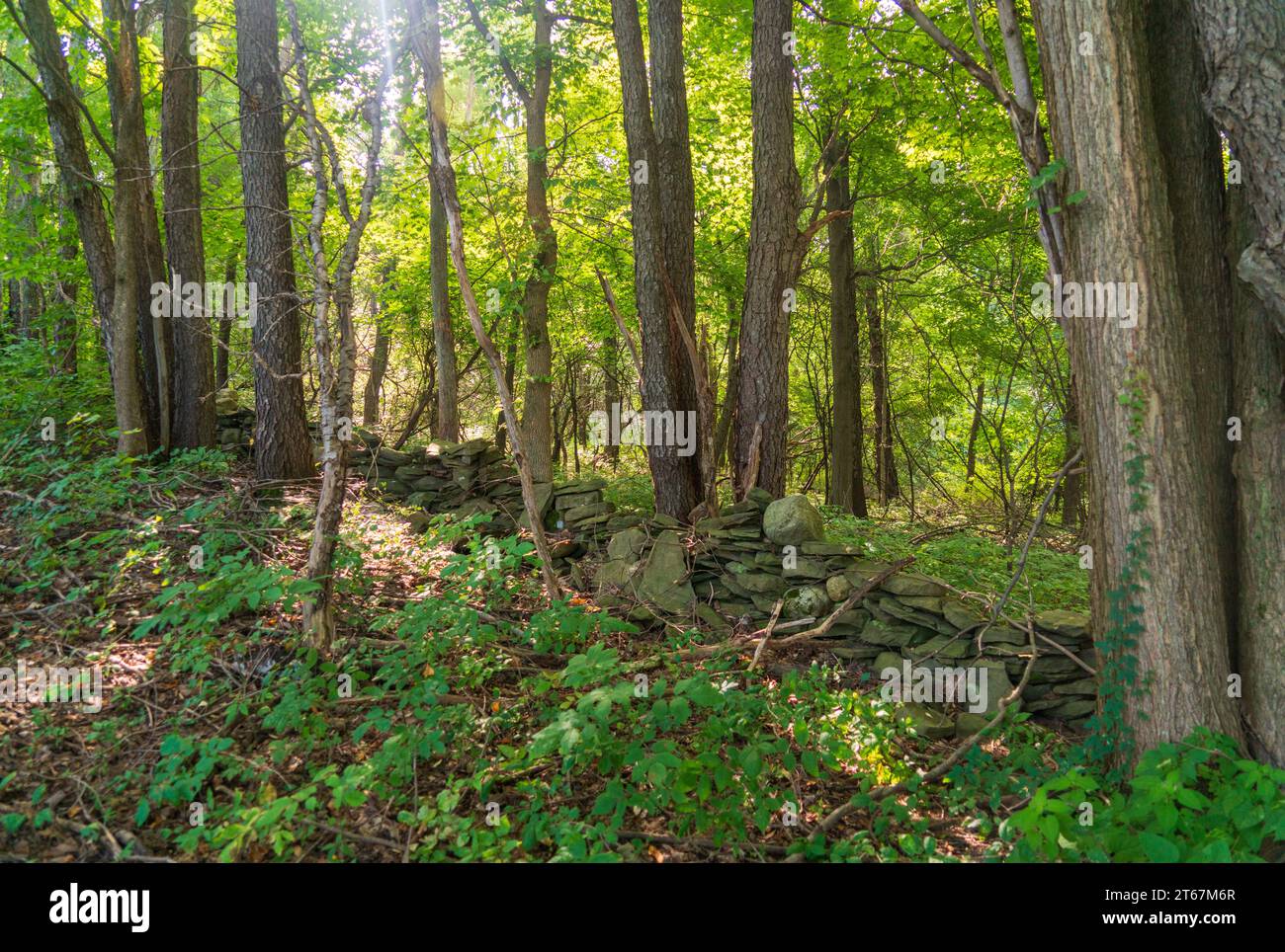 The Hinchcliff Family Preserve in Upstate New York Stock Photo - Alamy