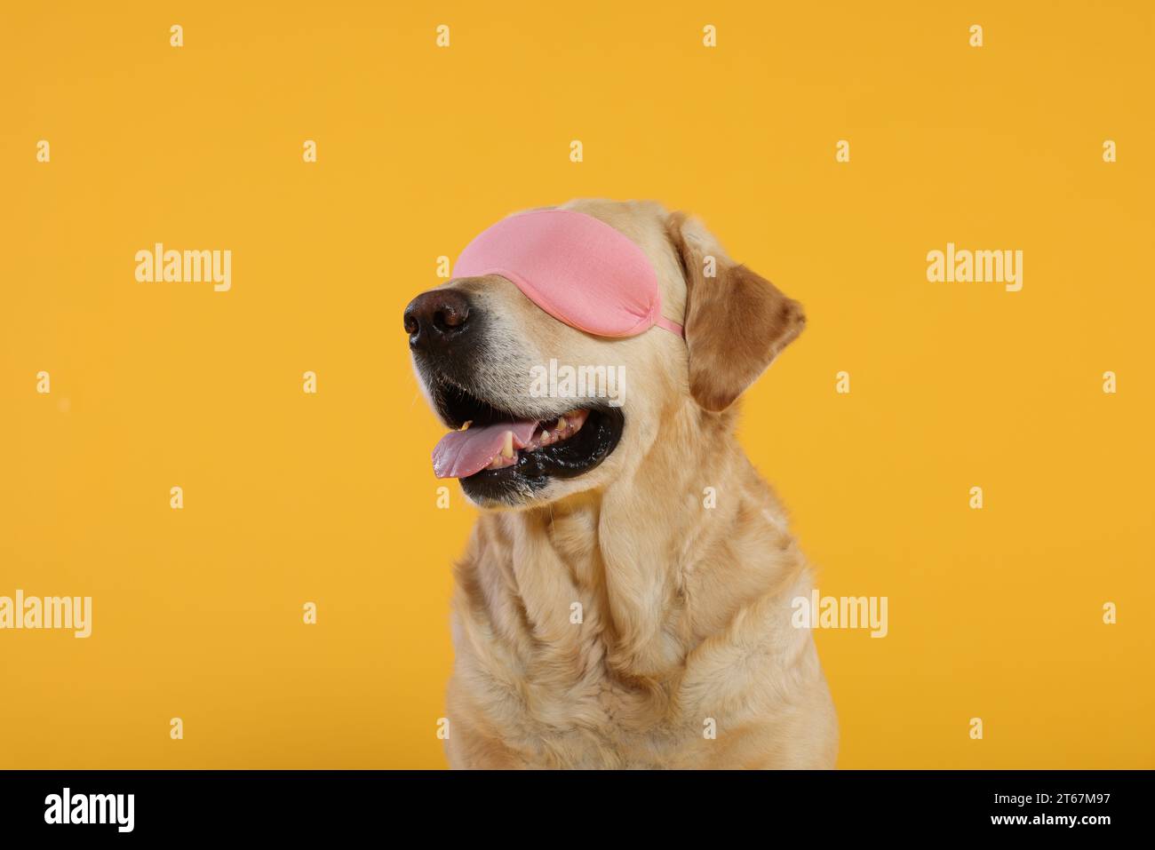 Cute Labrador Retriever with sleep mask on yellow background Stock ...