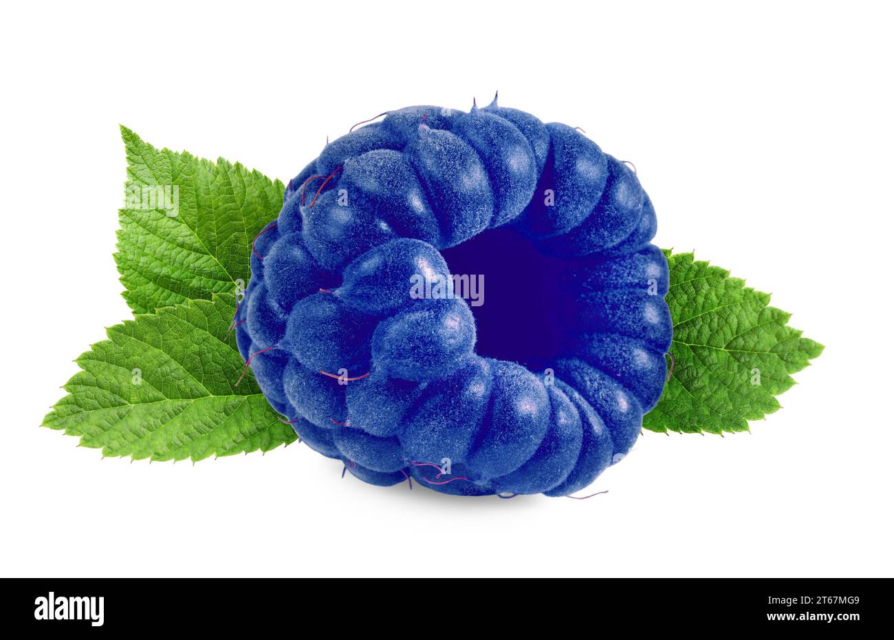 Fresh blue raspberry and green leaves isolated on white Stock Photo - Alamy
