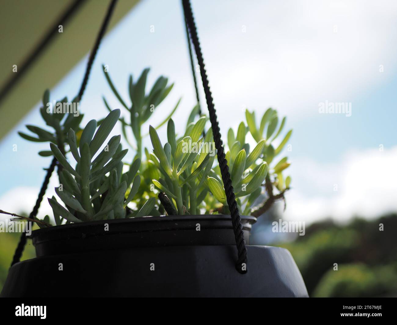 Curio repens hi-res stock photography and images - Alamy