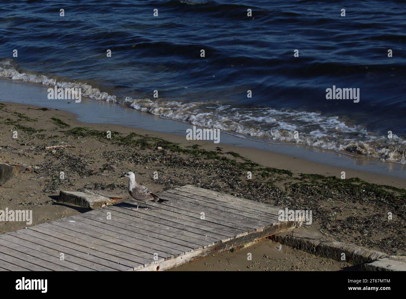 Lone bird hi-res stock photography and images - Alamy