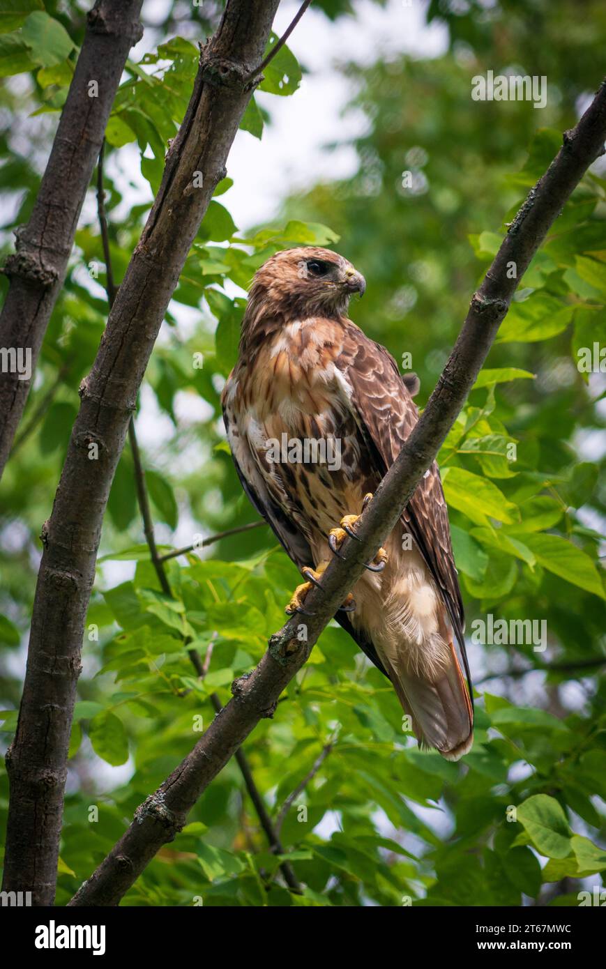 Hawk Perched in a Tree in The Finger Lakes region of central NY Stock ...