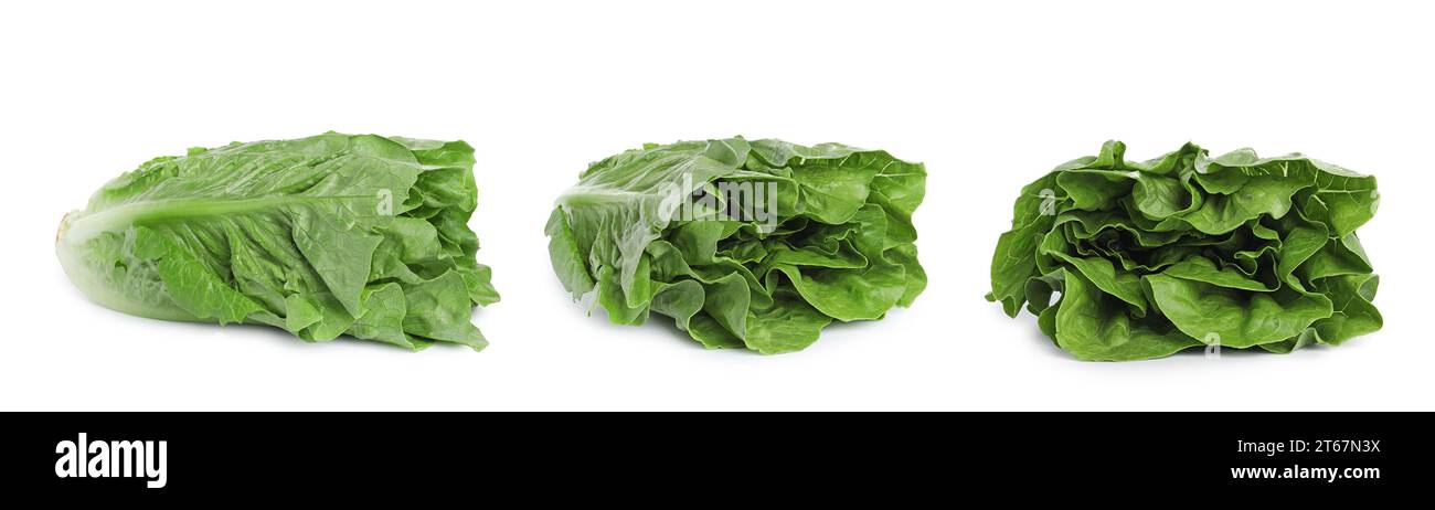Fresh green romaine lettuce isolated on white Stock Photo - Alamy