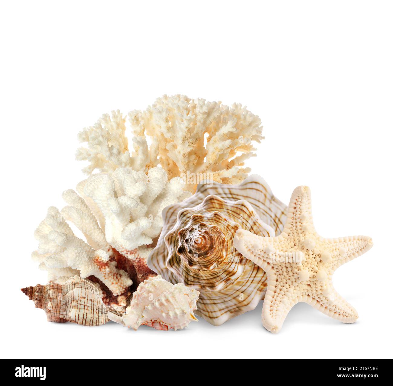 Sea star, shells and corals isolated on white Stock Photo - Alamy