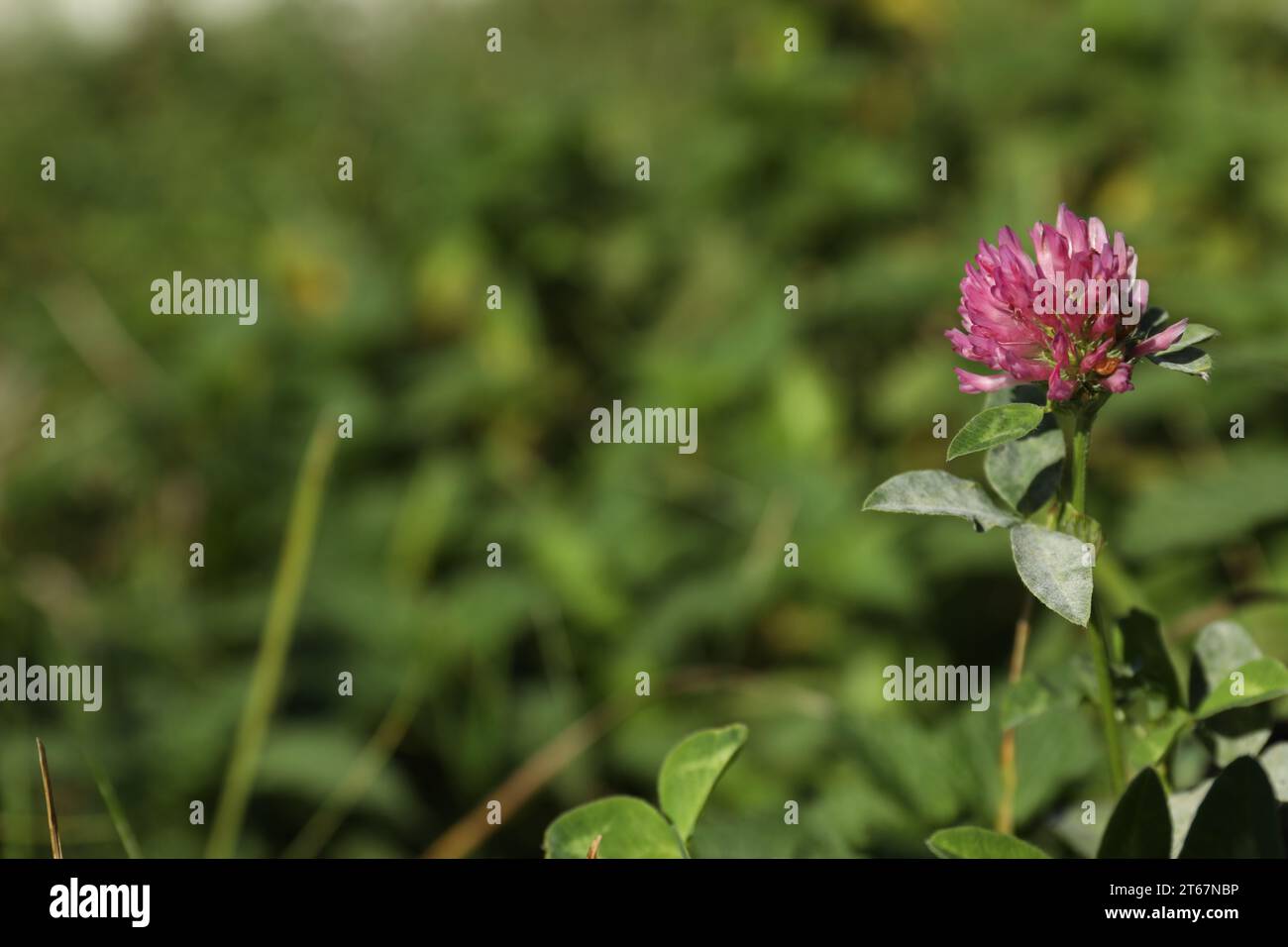 Beautiful clover flower growing outdoors, space for text Stock Photo ...
