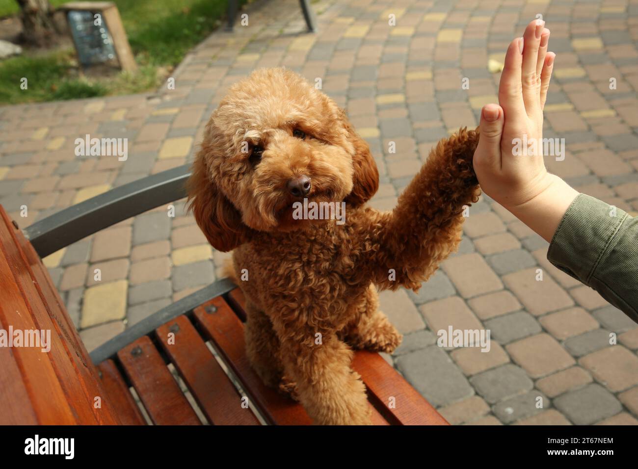 Cute Maltipoo dog giving high five to woman outdoors, closeup Stock ...