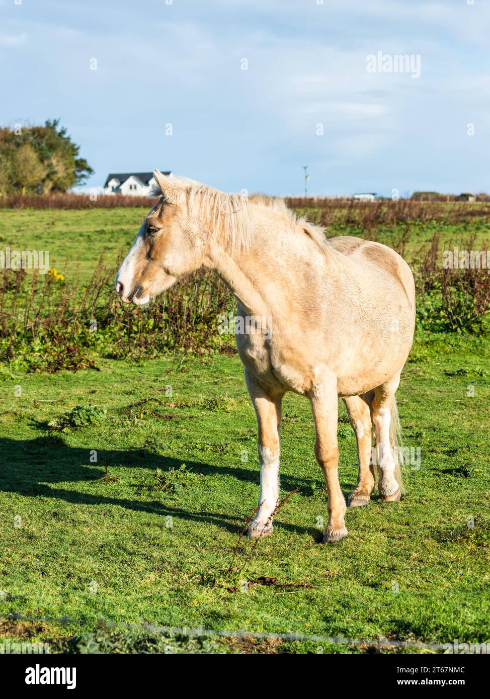 Stunning horse standing on a green field in Dunnet village, Scotland ...