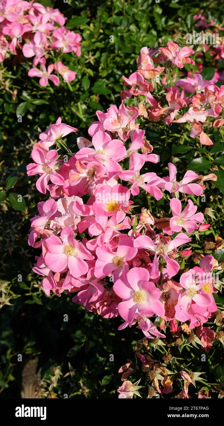 Roses in garden in Saverne Stock Photo - Alamy