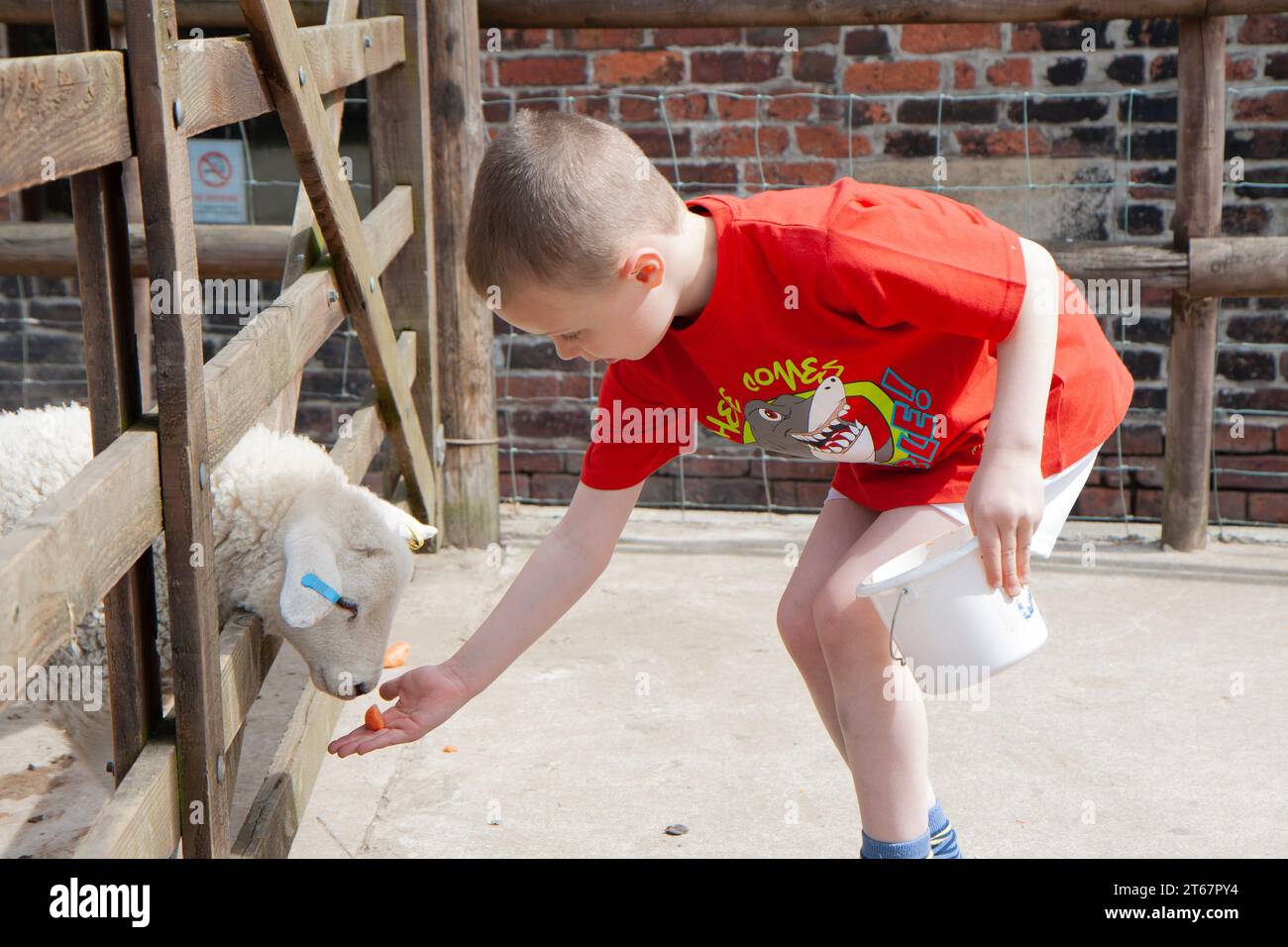 A young boy wearing shorts and a t-shirt feeding a lamb at a family ...