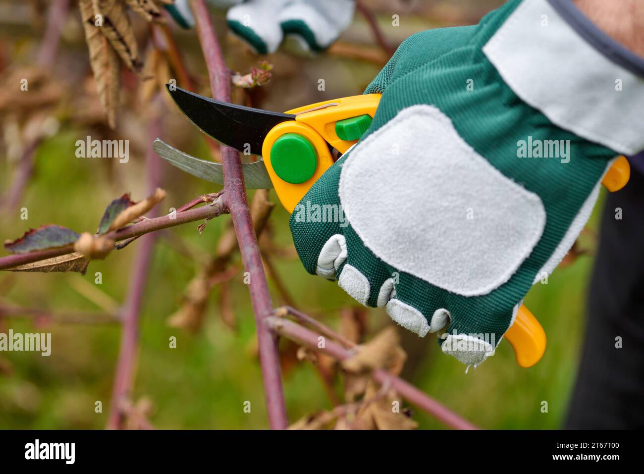 Spring pruning the bush. Hands of gardener in gloves with secateur ...