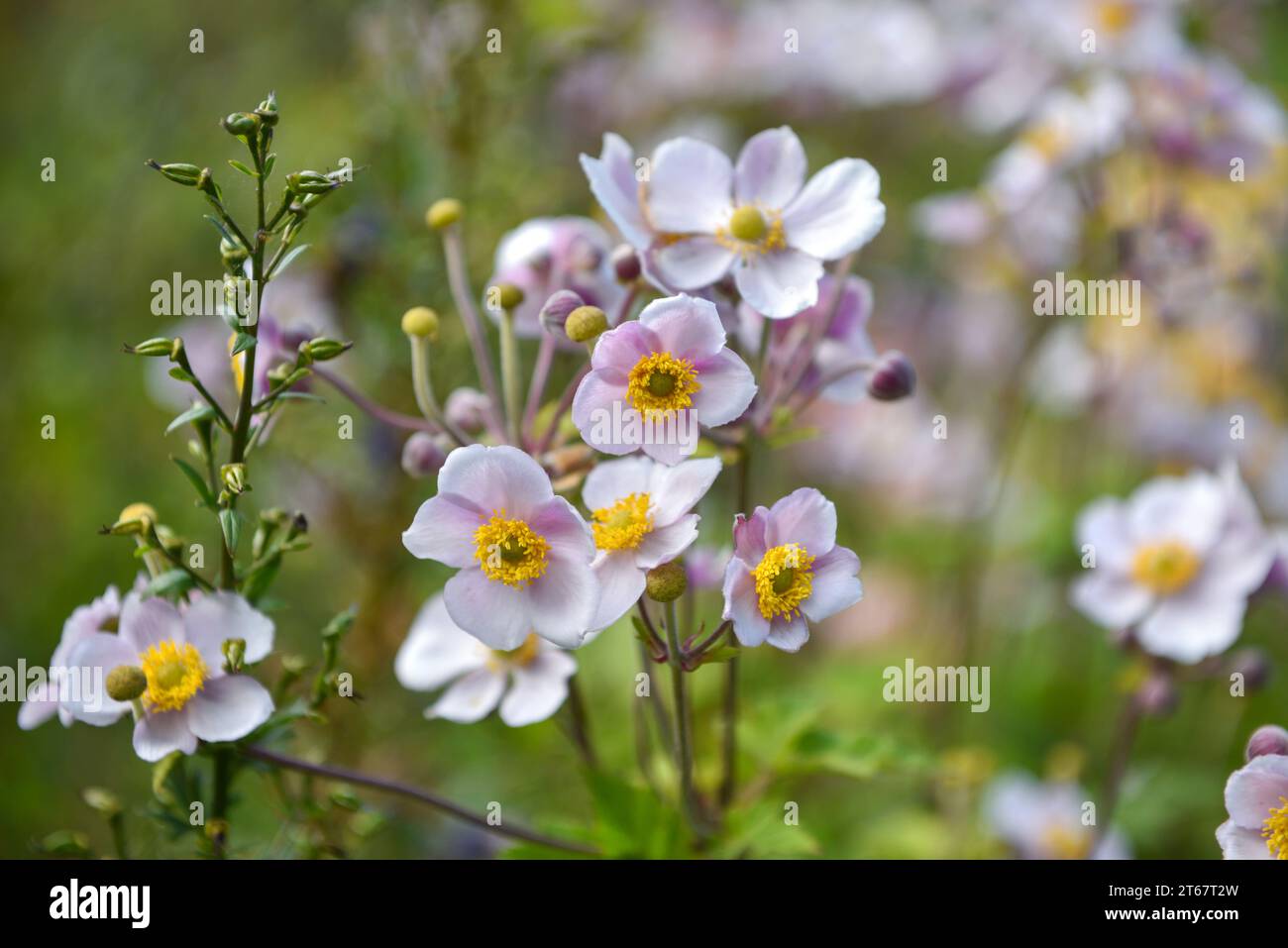 Pink flower of Chinese anemone (Anemone hupehensis) in the garden Stock ...