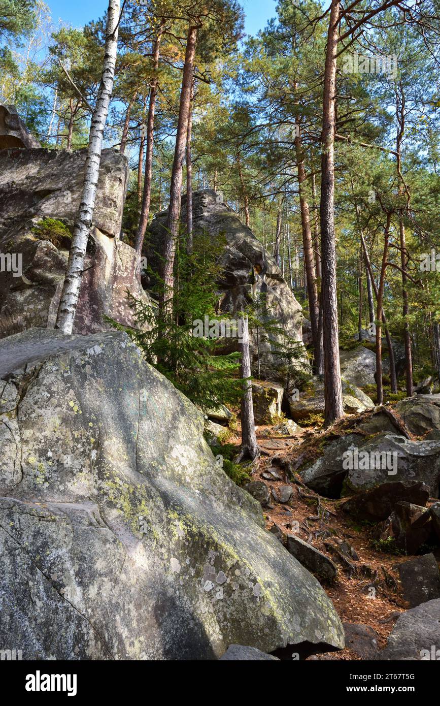 Stone pathway in middle forest hi-res stock photography and images - Alamy