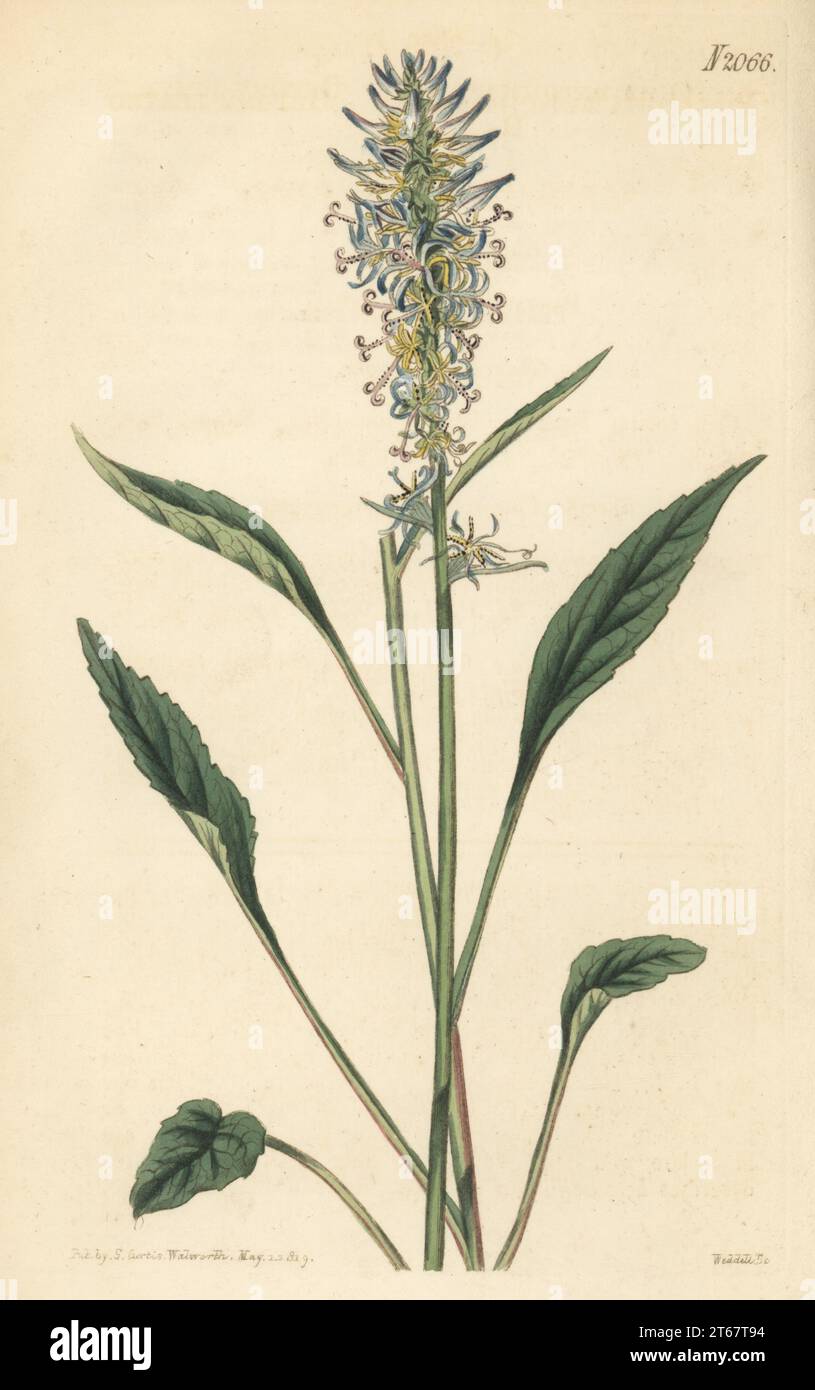 Betony-leaved rampion, Phyteuma betonicifolium. Specimen from Thomas ...