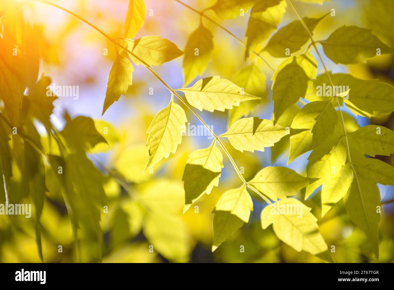 Autumn leaves in sunlight. Natural leaves plants using as autumn ...