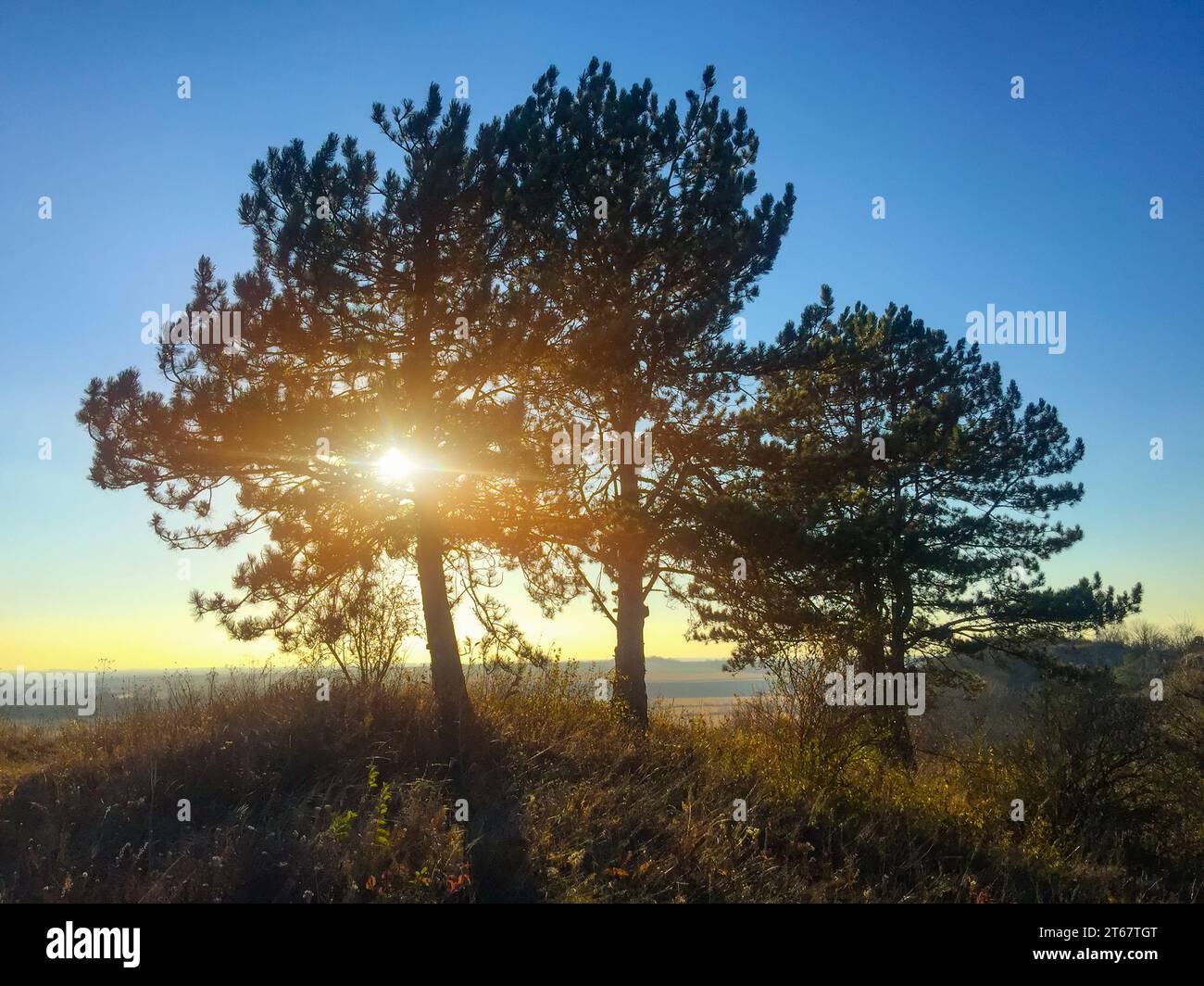 Sunset through pine branches hi-res stock photography and images - Alamy