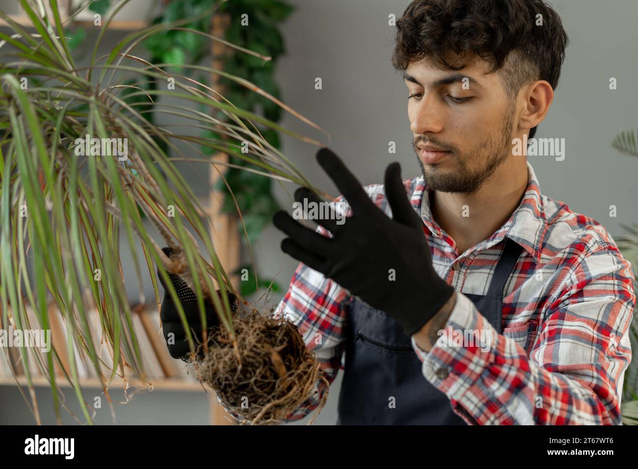 Arab man transplanting houseplants holding dracaena flower in his hands ...