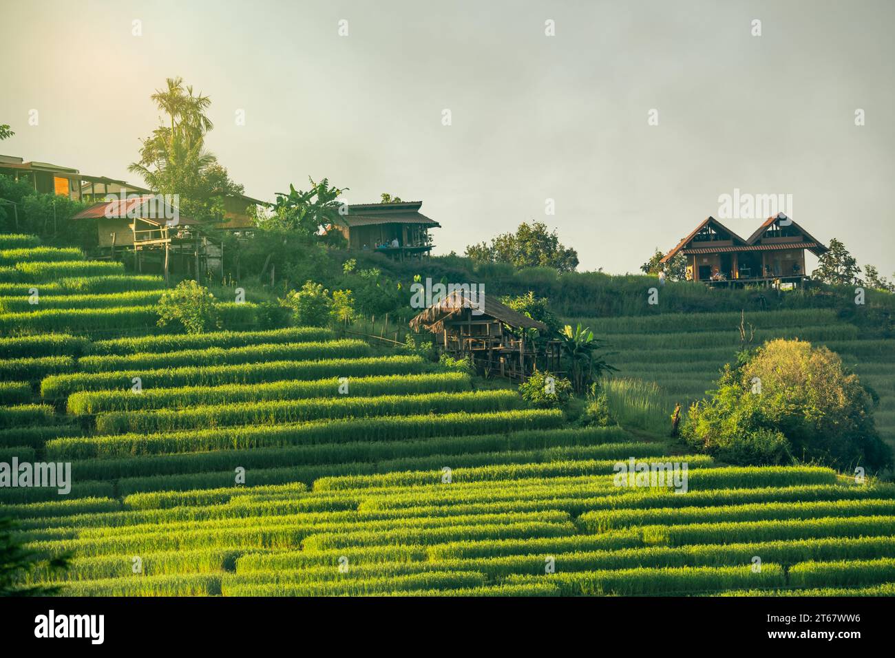 Landscape of green rice terraces amidst mountain agriculture. Travel ...