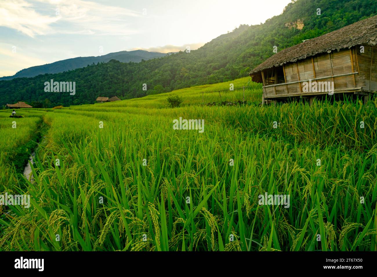Landscape of green rice terraces amidst mountain agriculture. Travel ...