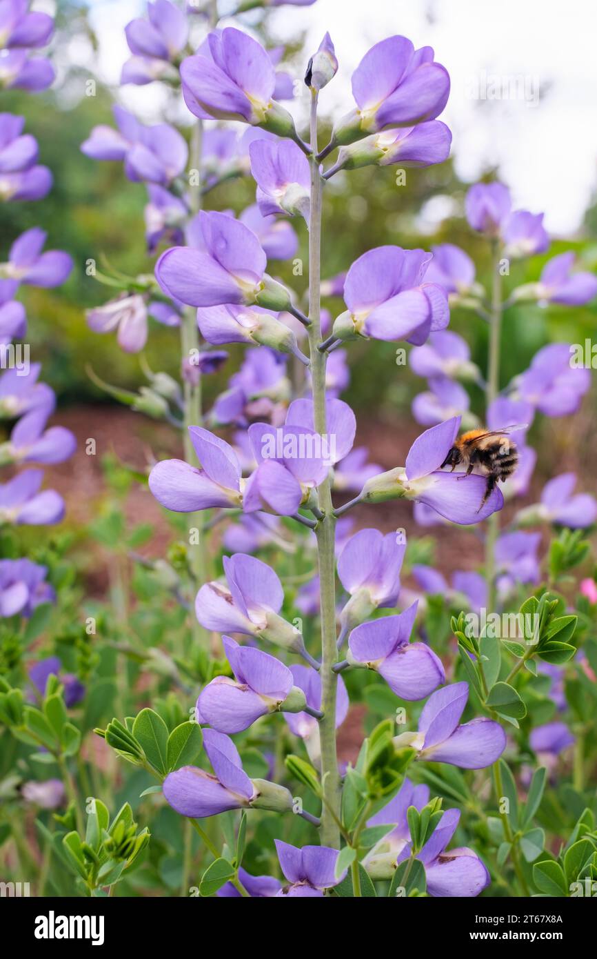 Baptisia australis, blue wild indigo, blue false indigo, perennial herb ...