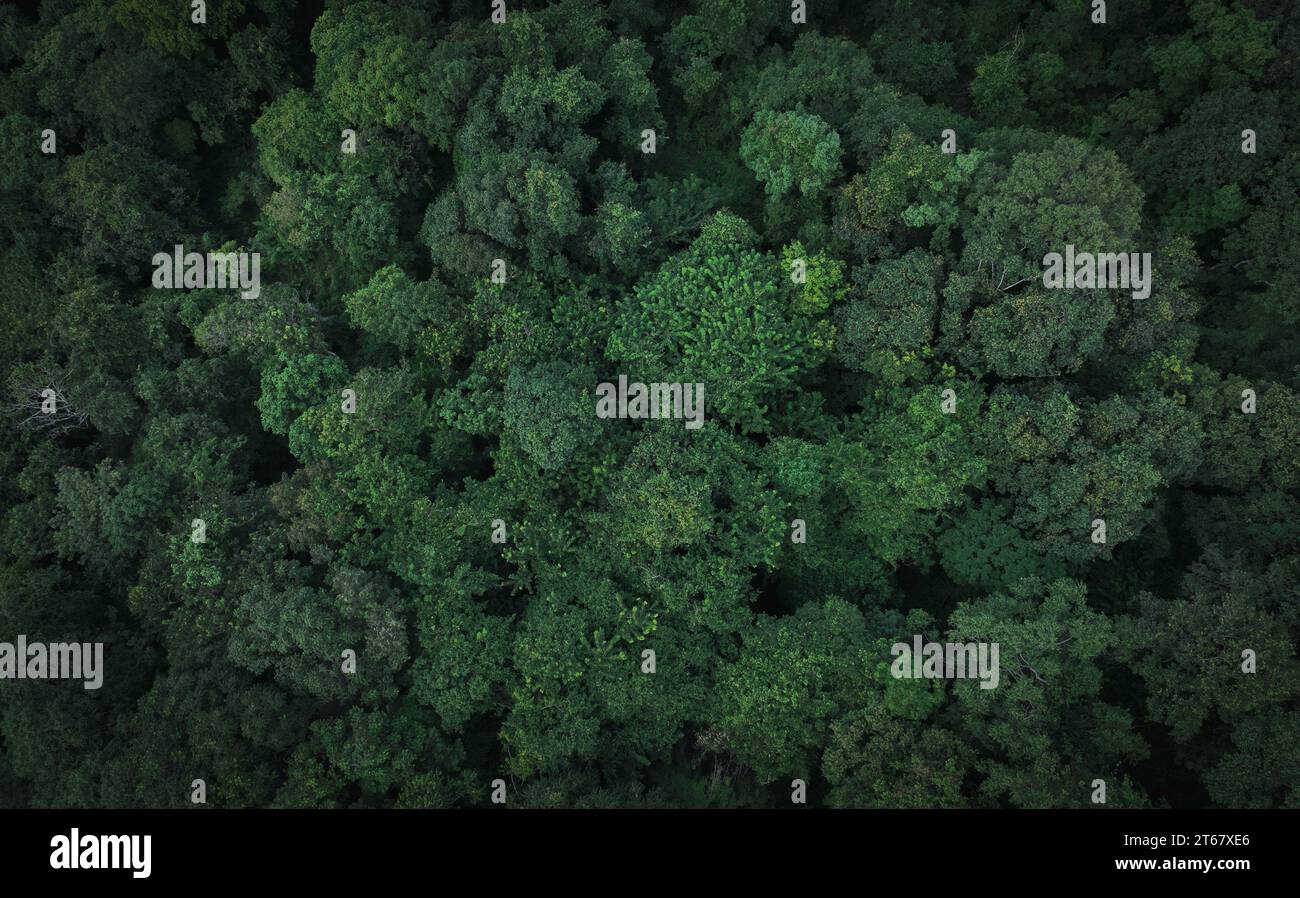 Aerial top view of green trees in forest. Drone view of dense green ...