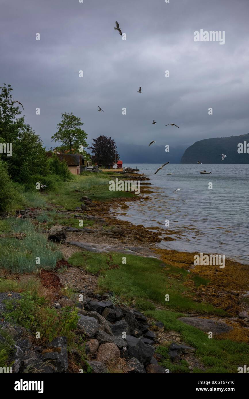 A flock of seagulls search for food near the water's edge of ...